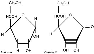 Vitamin C immune system enhancements | Dr Melody DC
